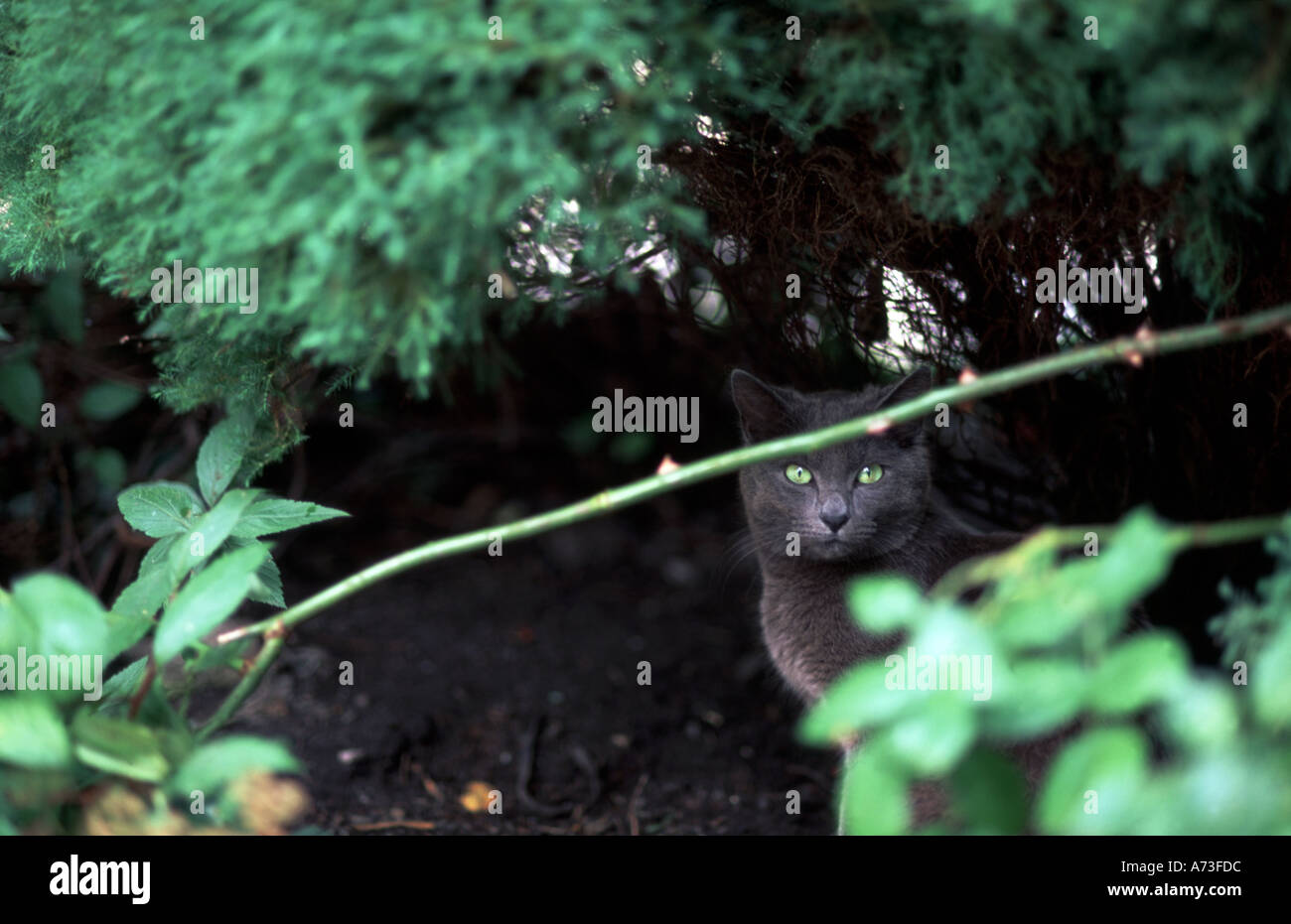 Hidden Cat With Green Eyes British short hair wild churchyard Bath ...