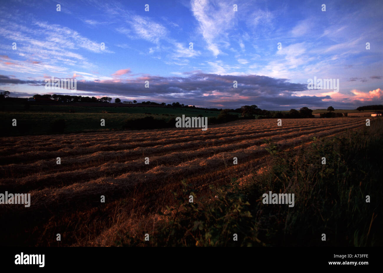 Agriculture Field Scotland Farm Country Fruit Vegetables Stock Photo ...