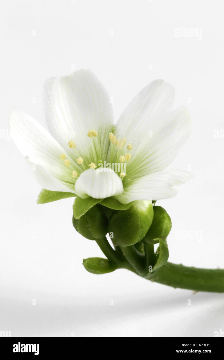 Venus Flytrap Blooming High Resolution Stock Photography and Images - Alamy