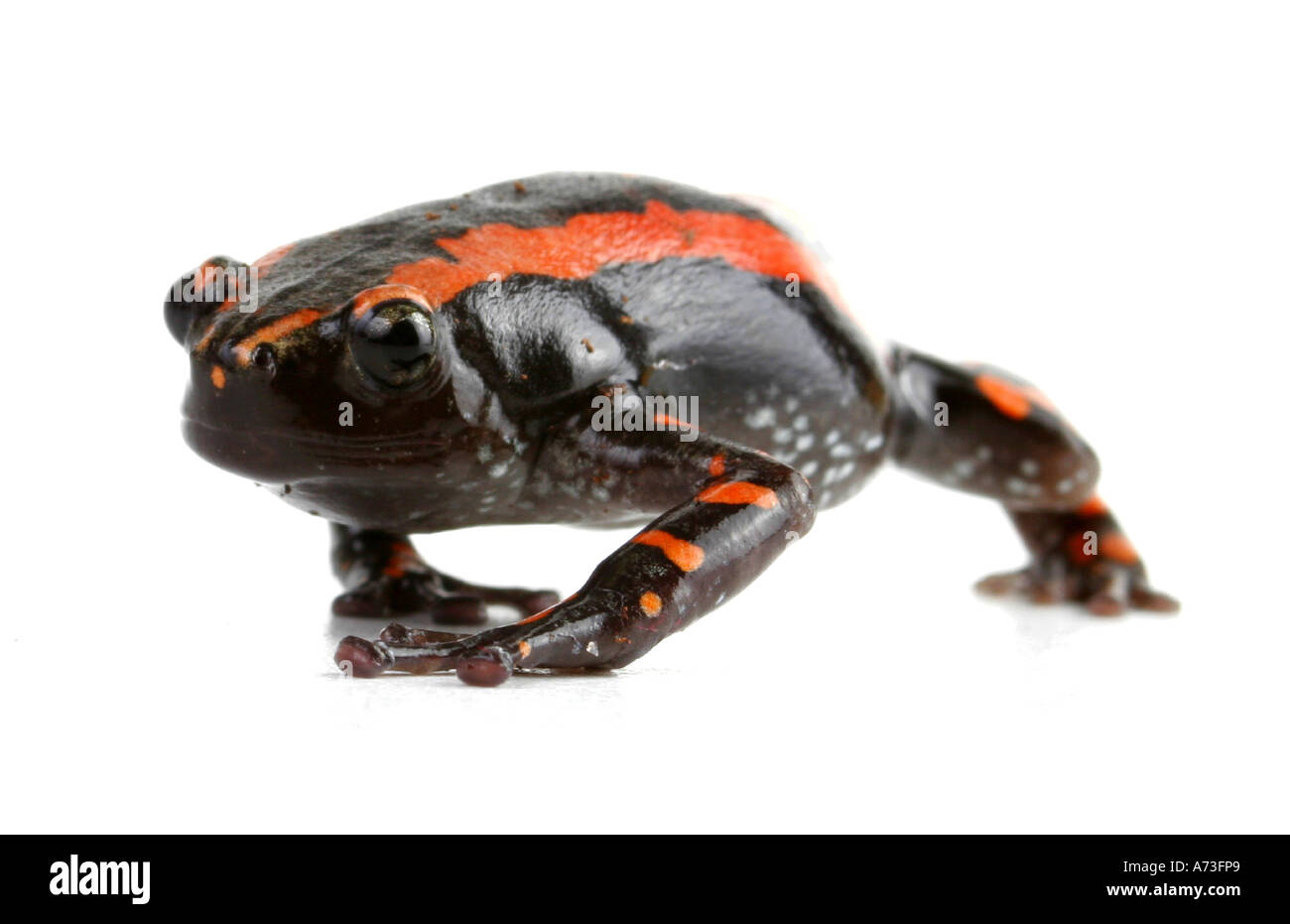 South African snake-neck frog, South African snake neck frog ...