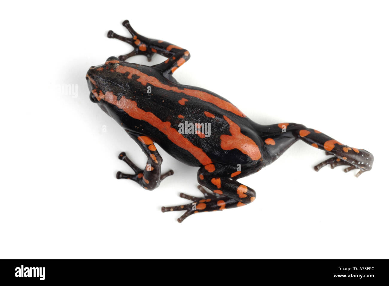 Phrynomantis hi-res stock photography and images - Alamy