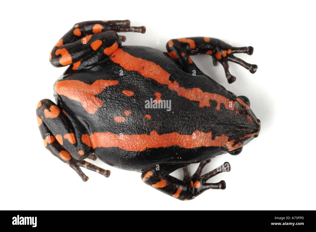 South African snake-neck frog, South African snake neck frog ...