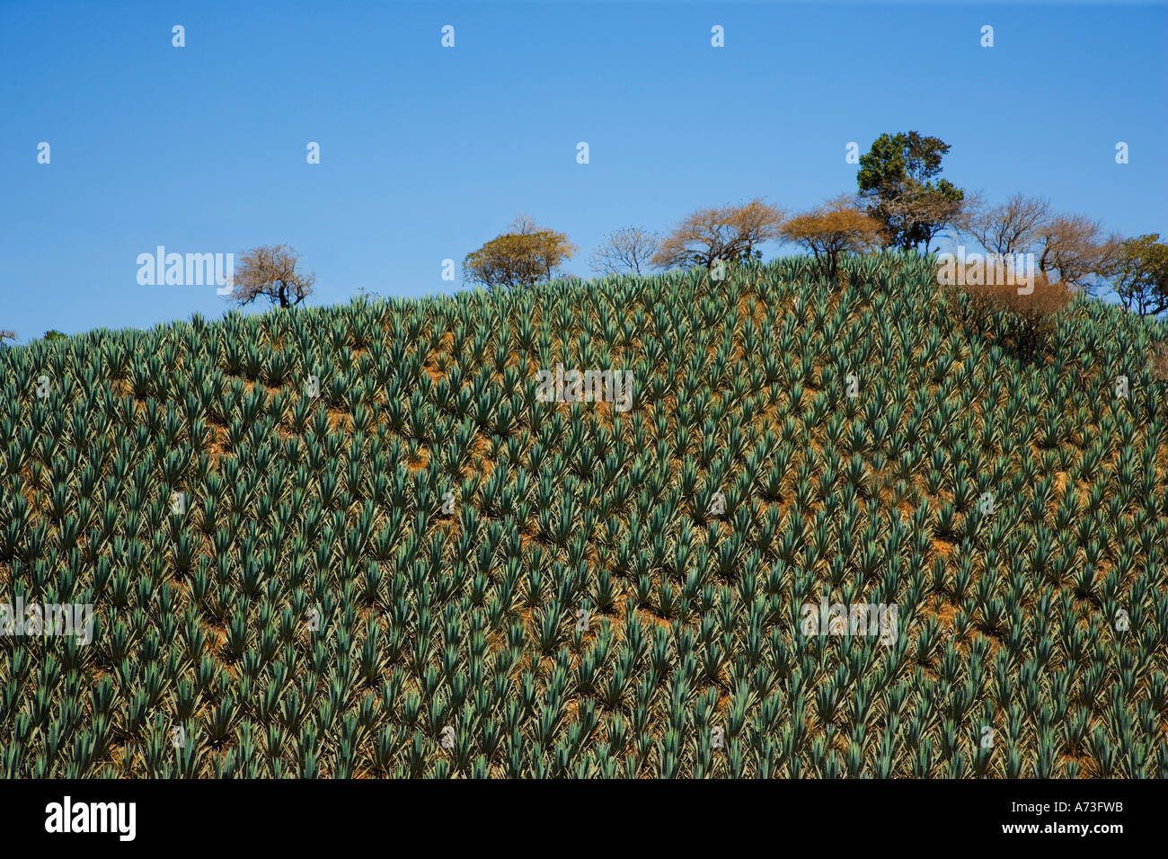 Green ground with trees Stock Photo - Alamy