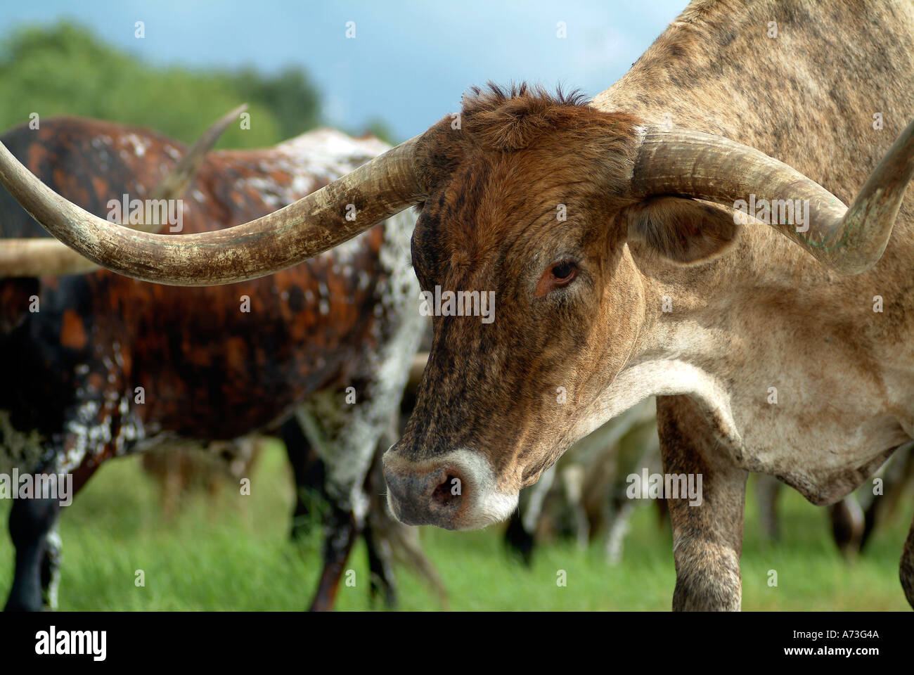 Longhorn cow standing on grass Stock Photo - Alamy