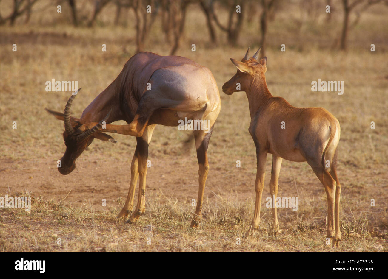 Adult female Topi scratching head with foot and her calf is watching ...