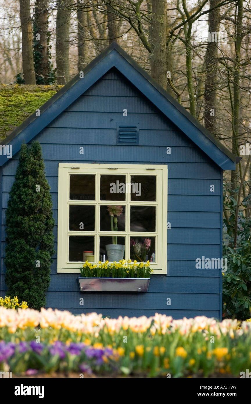 Small beautiful blue cottage house with flowers in Keukenhof gardens ...