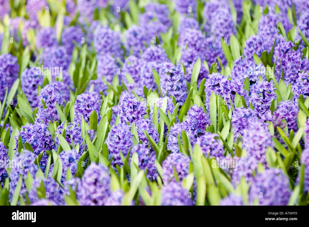 Many blue spring flowers Hyacinth hybrid Hiacinthaceae Hyacinthus ...
