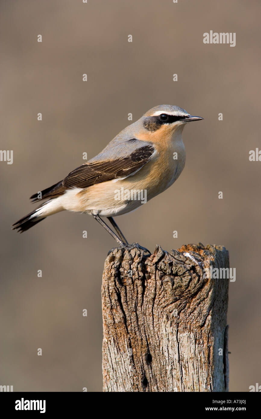 Wheatear Oenanthe oenanthe perched on post looking alert and with nice ...