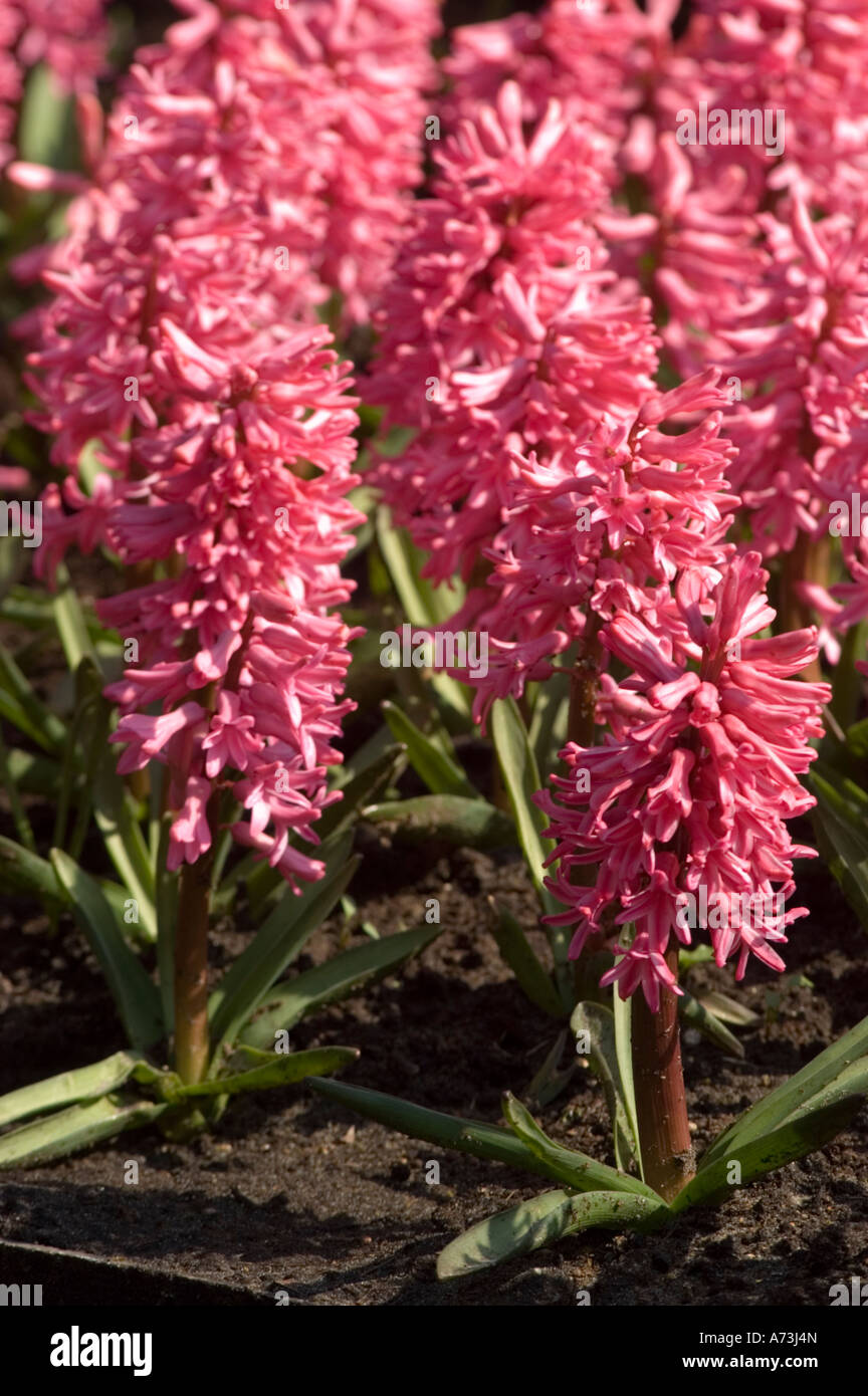 Pink spring flowers Hyacinth hybrid Hiacinthaceae Hyacinthus orientalis ...