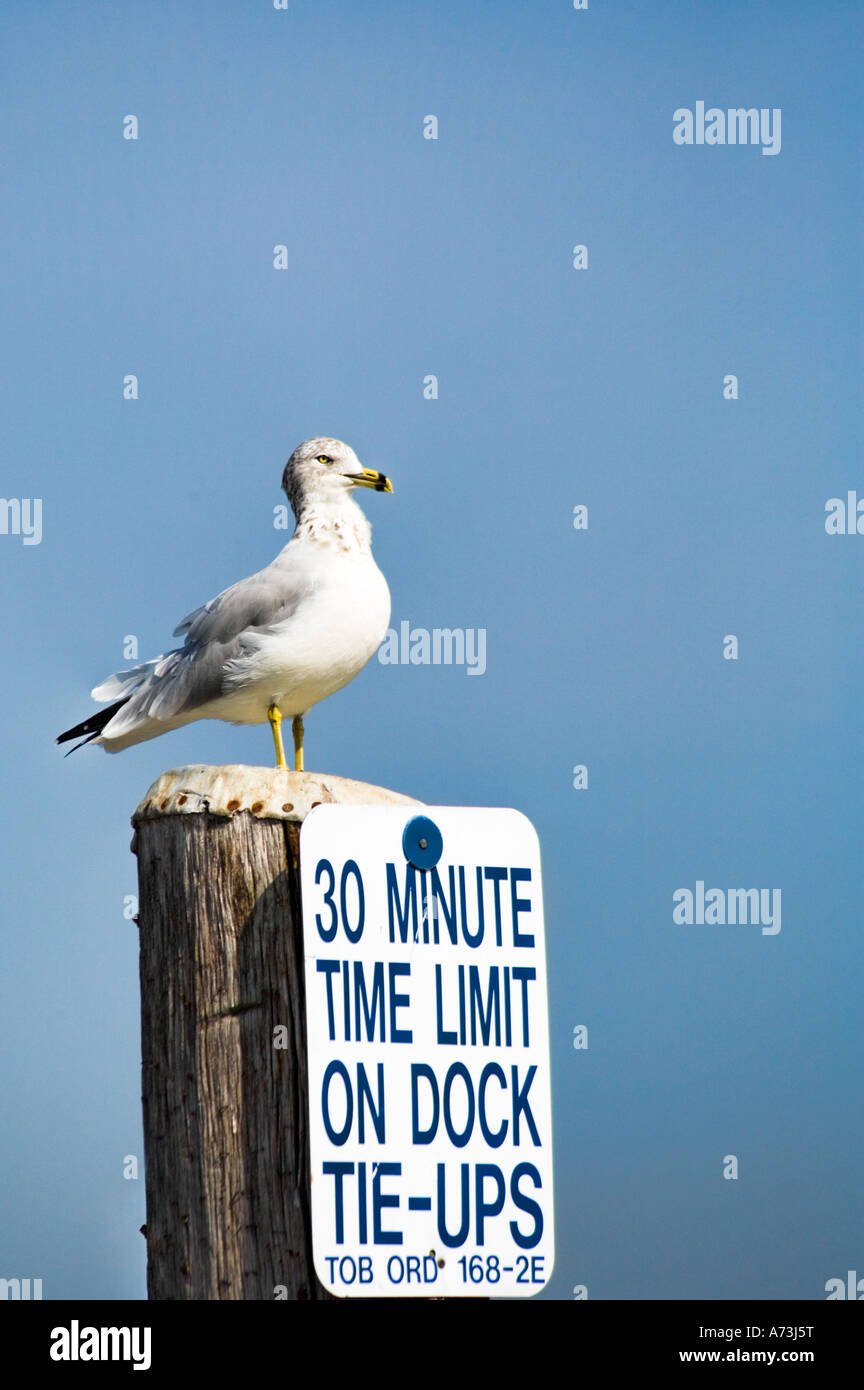 seagull standing on pier over sign that reads 30 minute time limit on ...