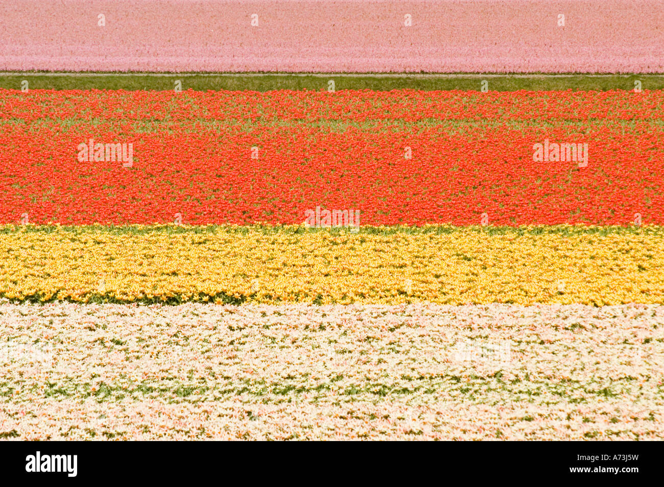 Patterns of bright Tulip fields near Keukenhof, Lisse, Holland Stock ...