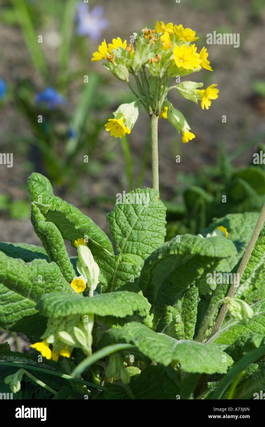 Yellow Cowslip Primula veris growing in Keukenhof gardens, Lisse ...