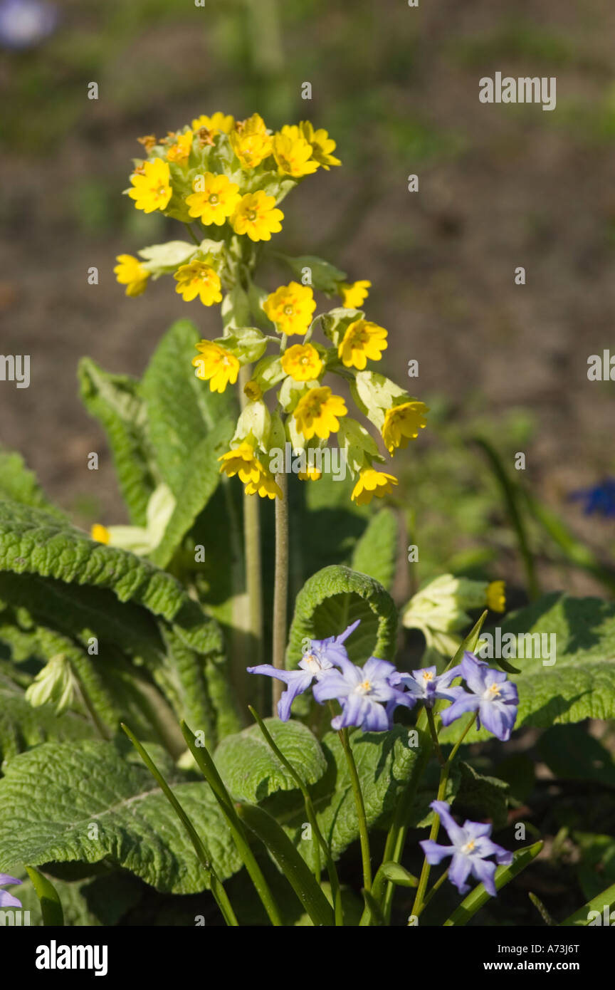 Yellow Cowslip Primula veris growing in Keukenhof gardens, Lisse ...