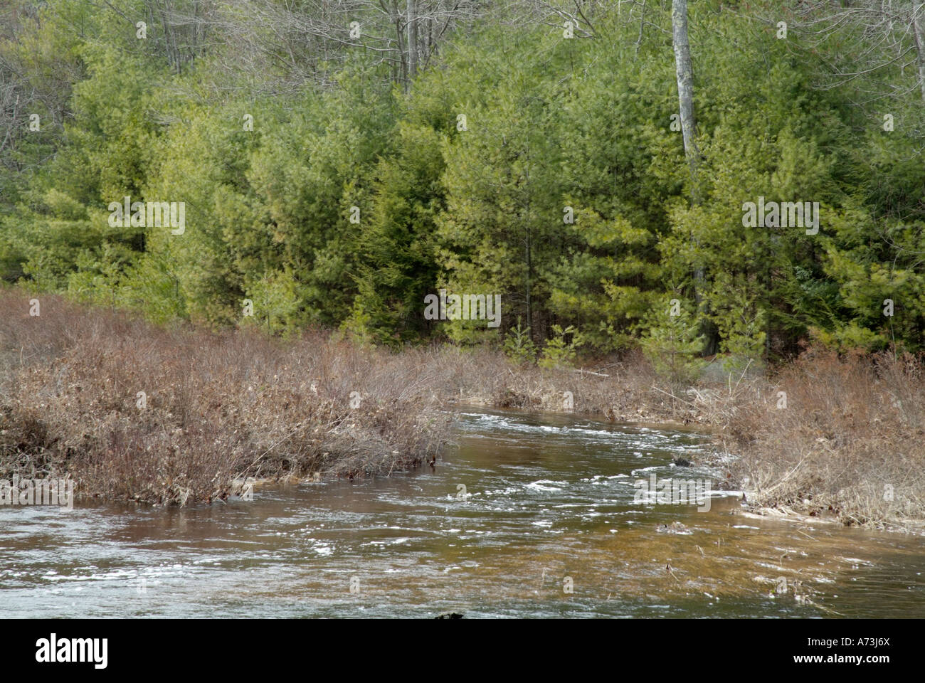 Pine tree forest in New Hampshire during the spring months which is ...