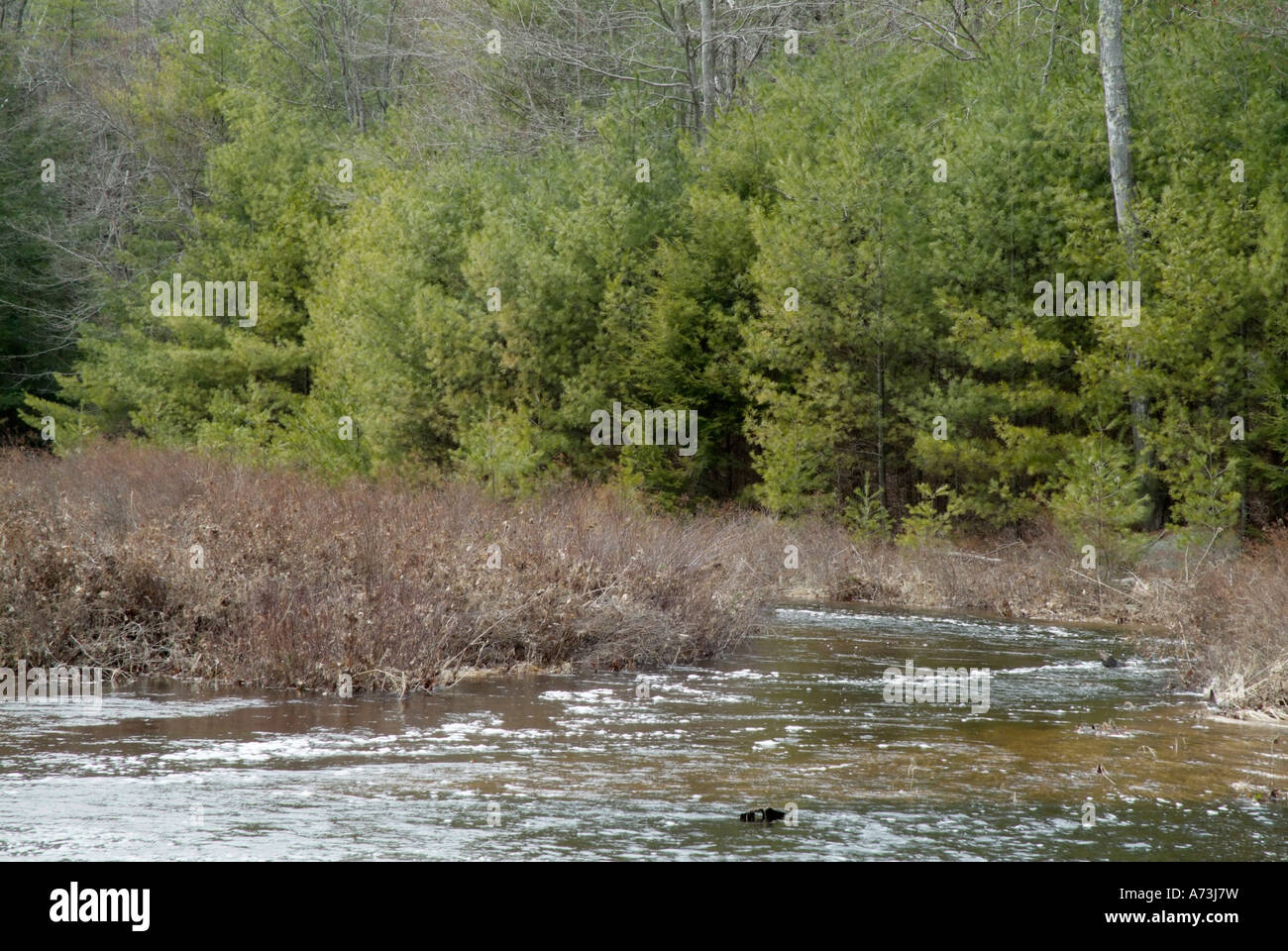 Pine tree forest in New Hampshire during the spring months which is ...