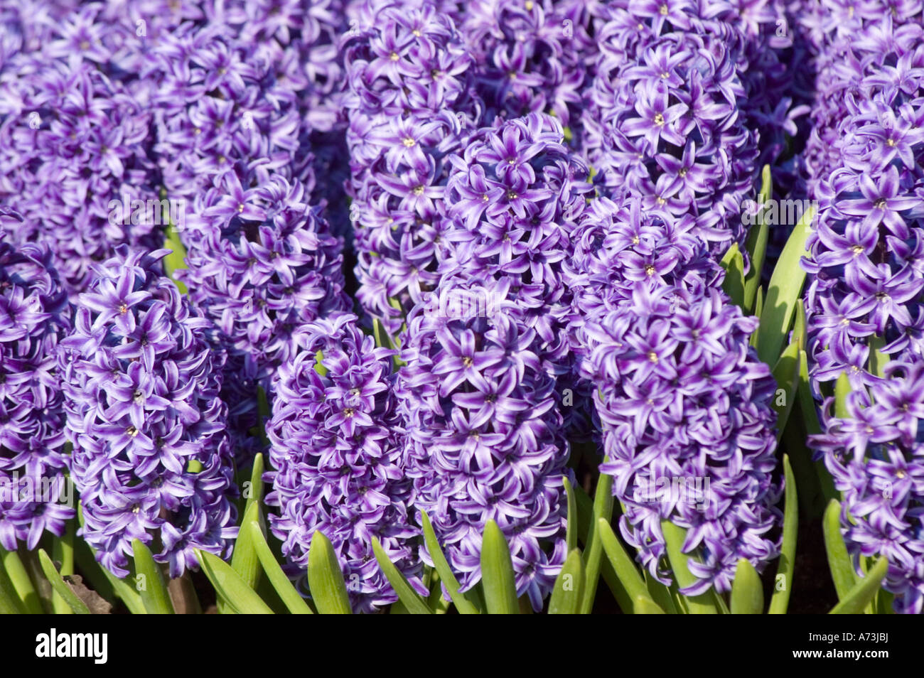 Lots of blue spring flowers Hyacinth hybrid Hiacinthaceae Hyacinthus ...