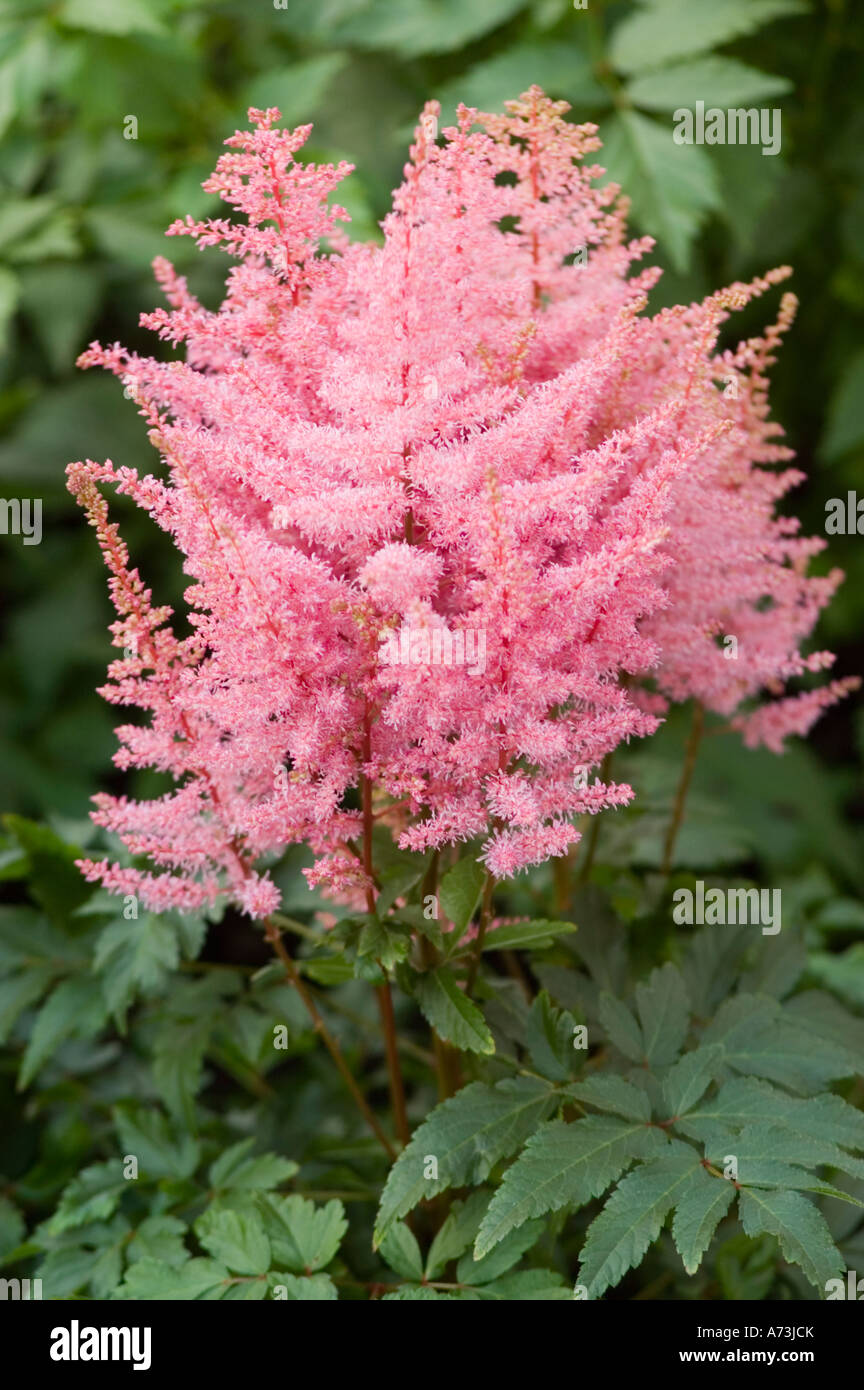 Yellow Astilbe flower var DANCE AND TRANCE in Keukenhof gardens, Lisse ...
