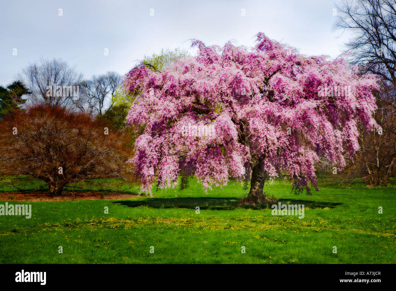 Pink tree blossoming in field of vivid green grass with little yellow ...