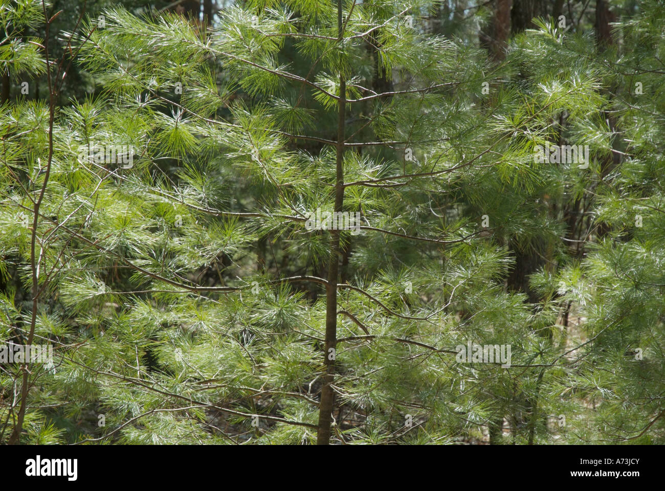 Pine tree forest in New Hampshire during the spring months which is ...