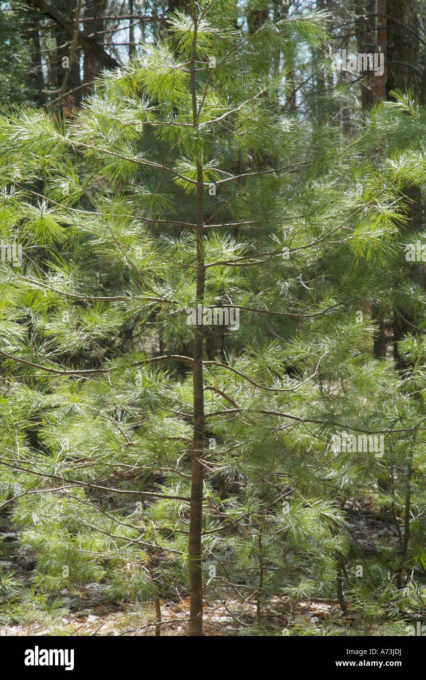 Pine tree forest in New Hampshire during the spring months which is ...