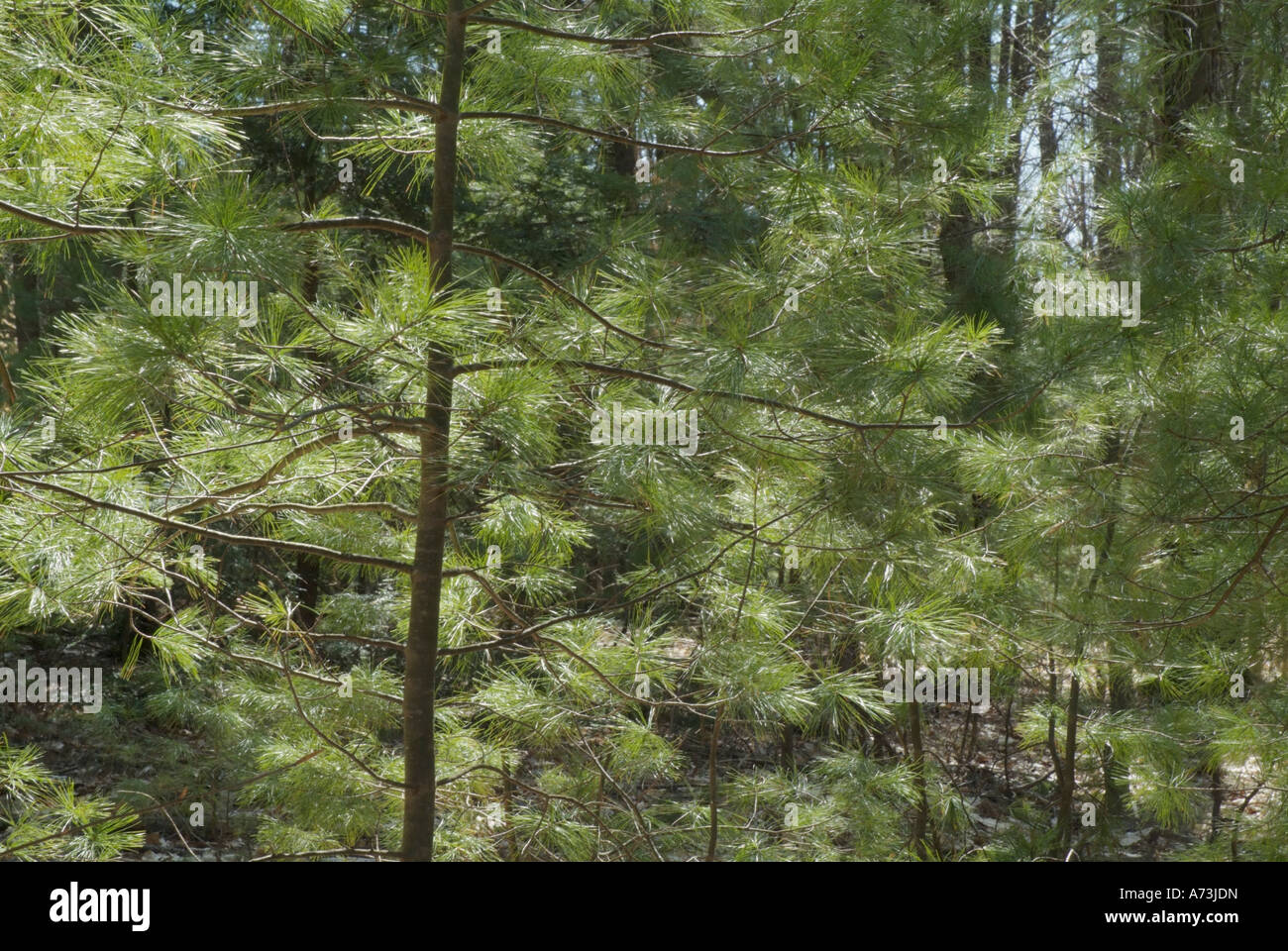 Pine tree forest in New Hampshire during the spring months which is ...