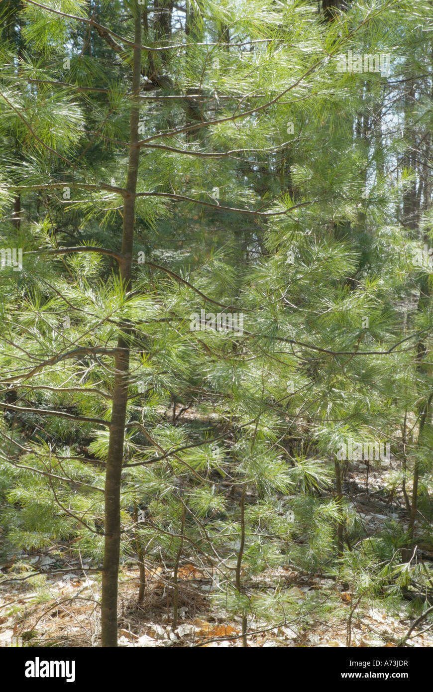 Pine tree forest in New Hampshire during the spring months which is ...