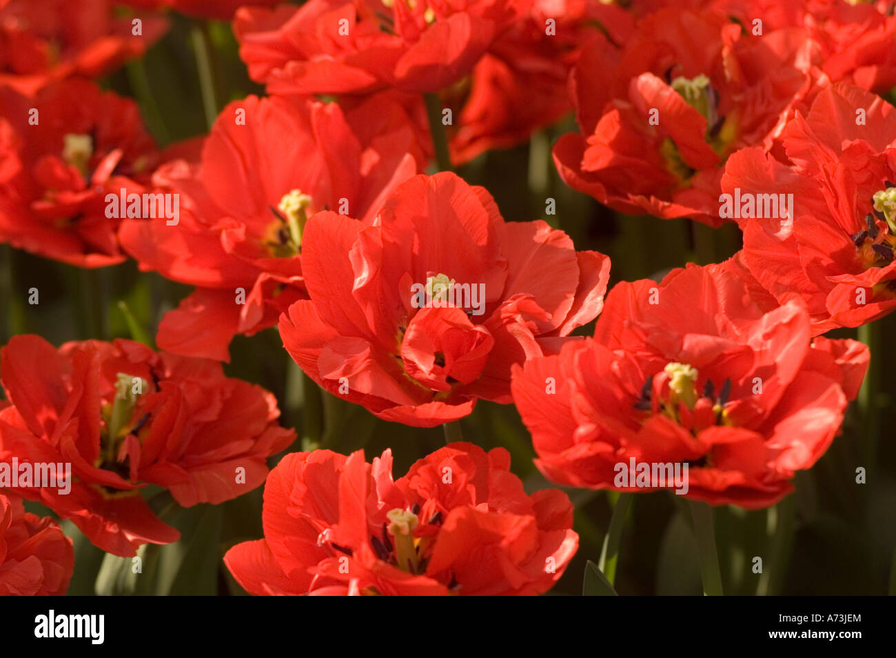 Red poppy like flowersof Early Double Tulip var ALLIANCE, Keukenhof ...