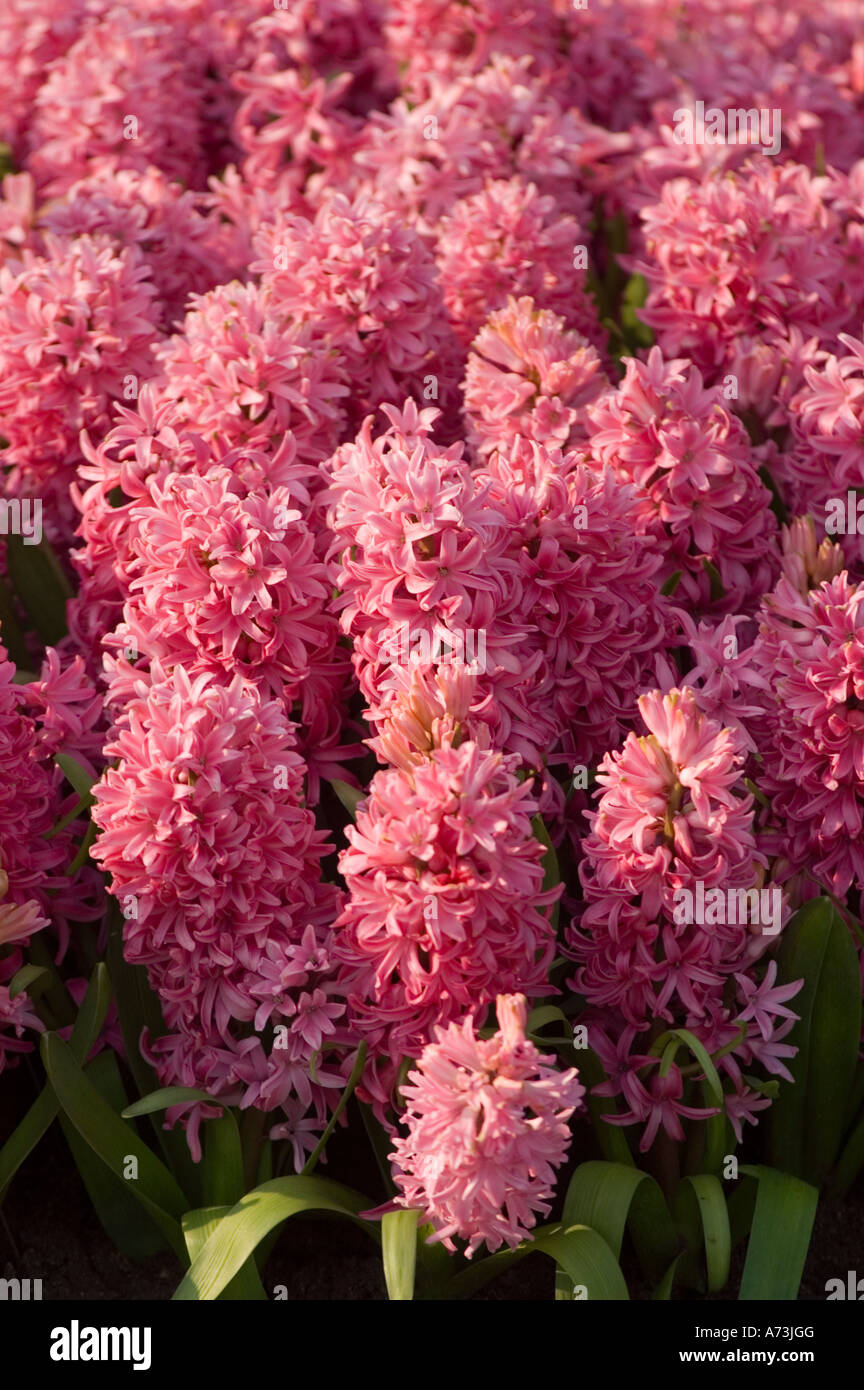 Many dense pink spring flowers Hyacinth hybrid Hiacinthaceae Hyacinthus ...