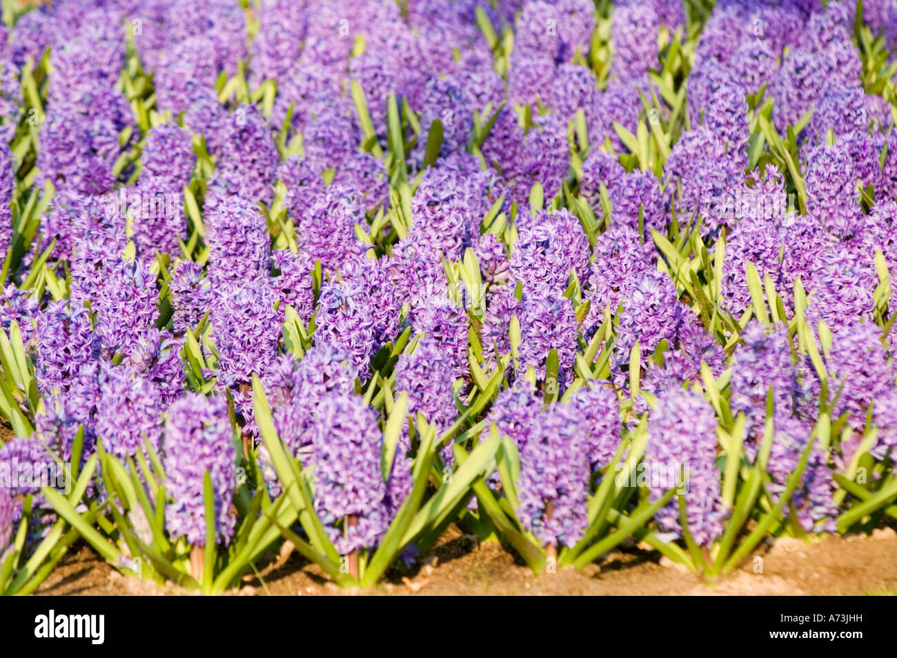 Lots of blue spring flowers Hyacinth hybrid Hiacinthaceae Hyacinthus ...