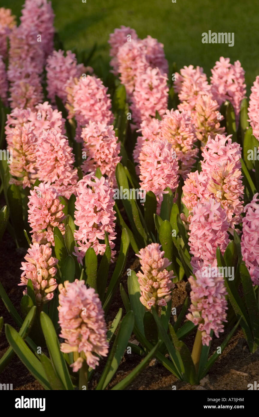 Lots of pink spring flowers Hyacinth hybrid Hiacinthaceae Hyacinthus ...