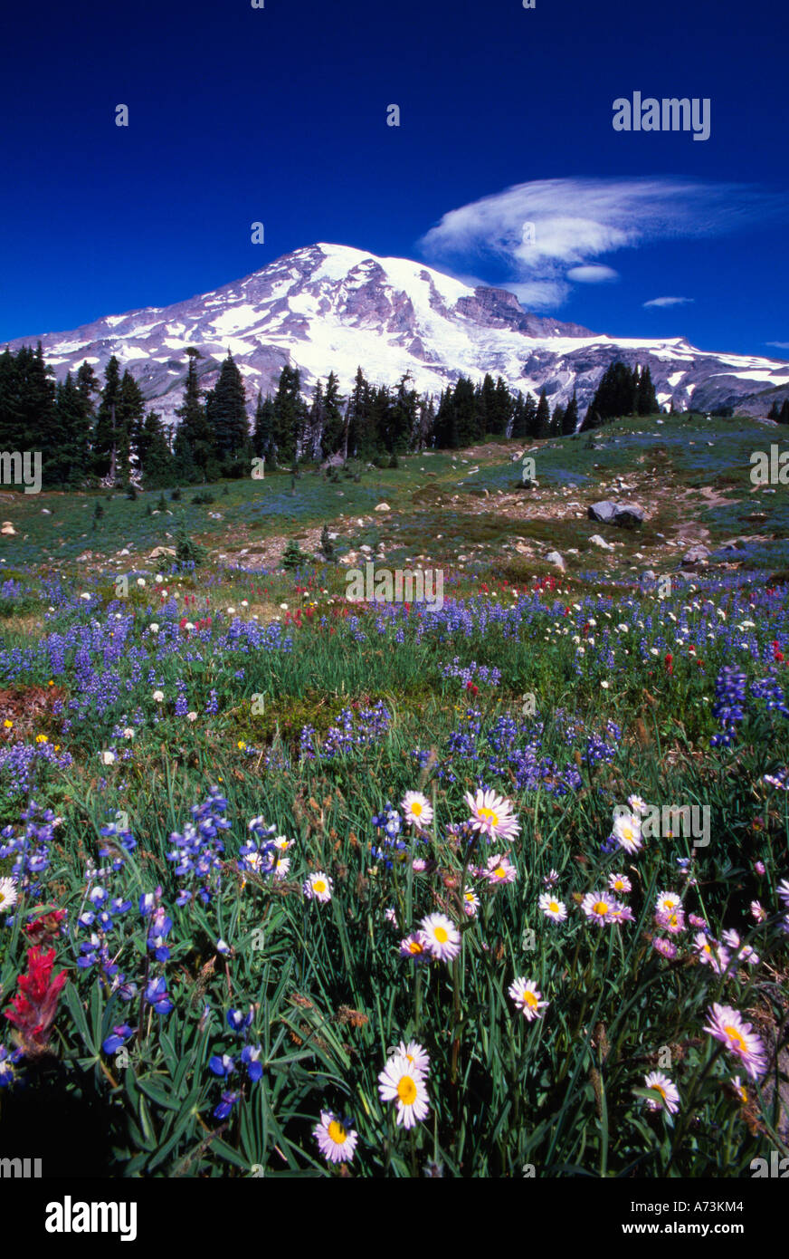 Mount Rainier and blooming flowers Stock Photo - Alamy