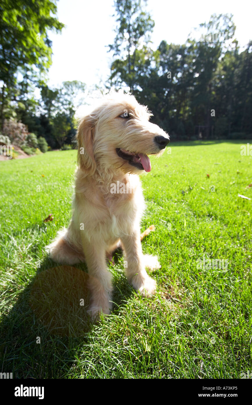 The perfect Dog Stock Photo - Alamy
