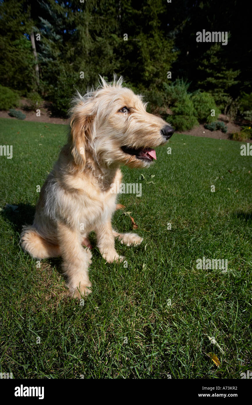 The perfect Dog Stock Photo - Alamy