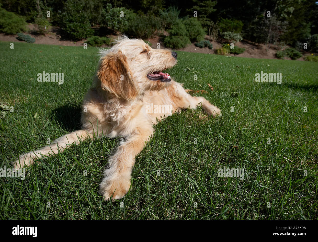 The perfect Dog Stock Photo - Alamy