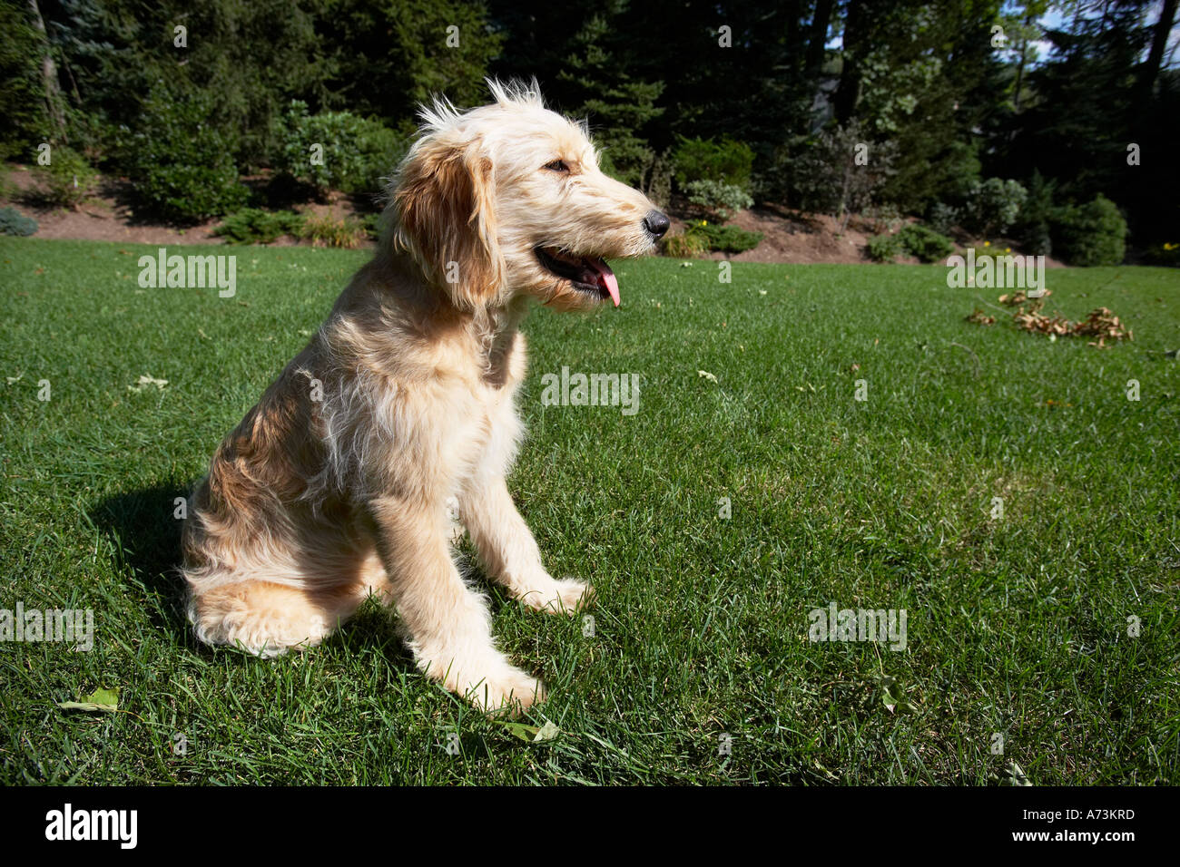 The perfect Dog Stock Photo - Alamy
