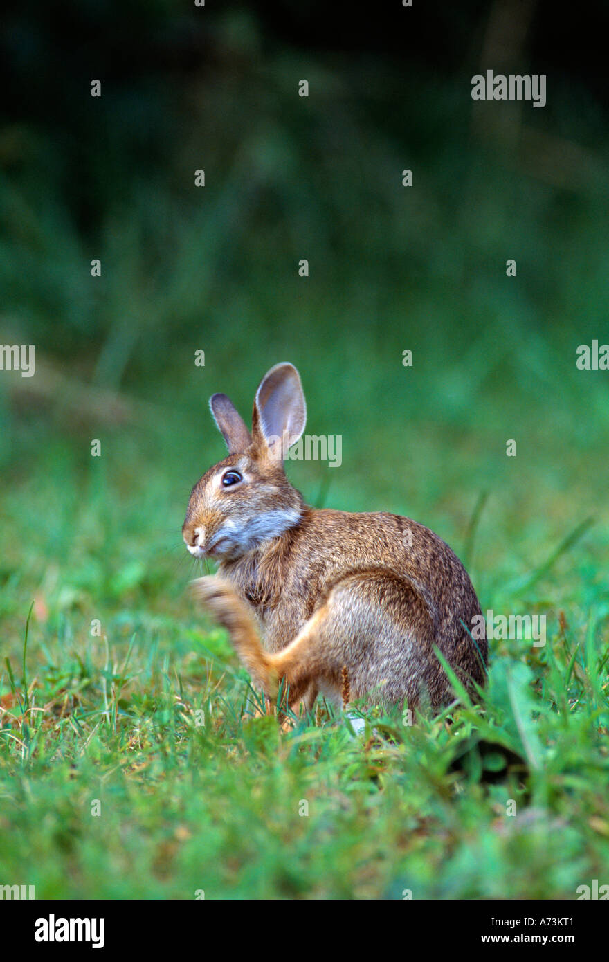 Rabbit scratching hi-res stock photography and images - Alamy