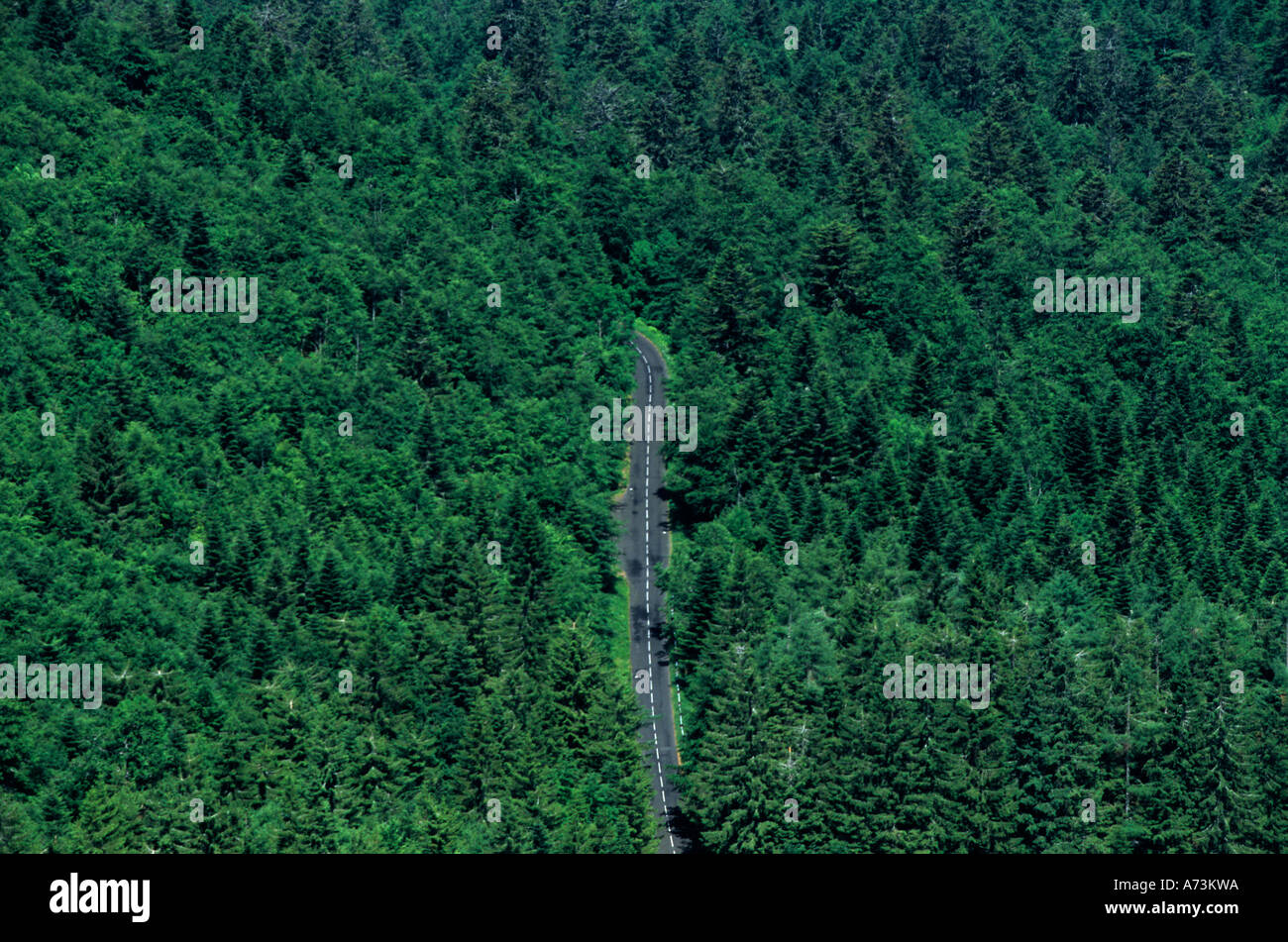 Crossing jungle road hi-res stock photography and images - Alamy