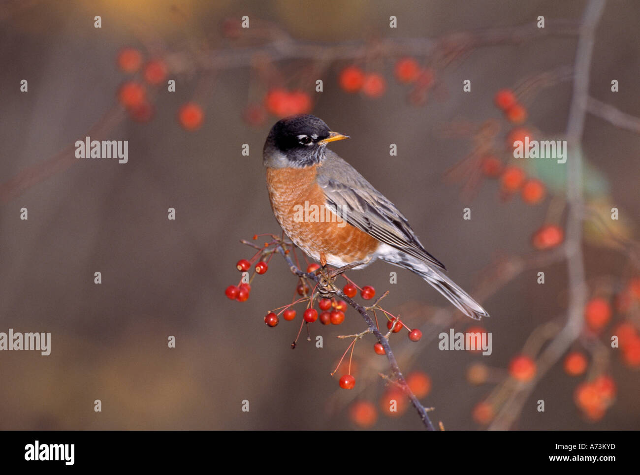 American robin in crab apple tree Stock Photo - Alamy