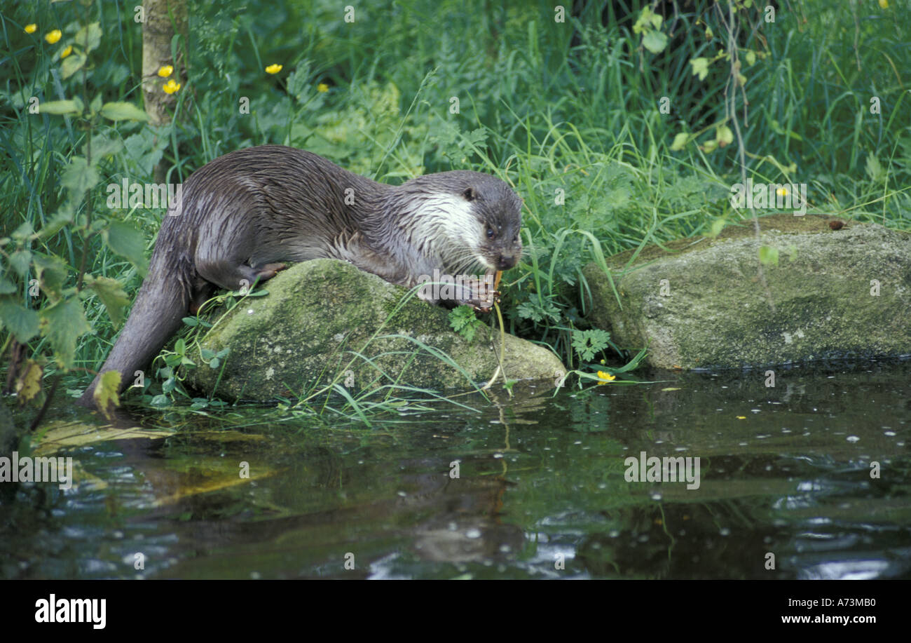 Europe, England, Devon, Buckfast. Otter sanctuary, English otter Stock ...