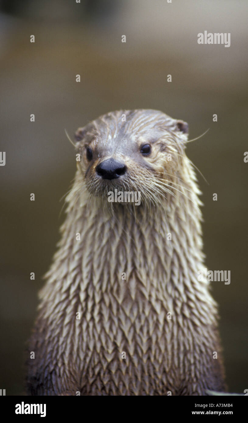Europe, England, Devon, Buckfast. Otter sanctuary, English otter Stock ...