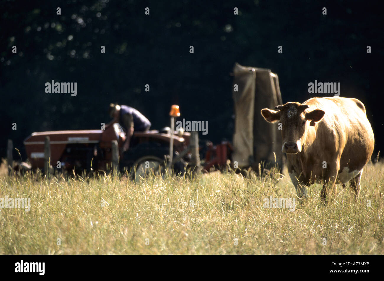 a cow in a corn field Stock Photo - Alamy