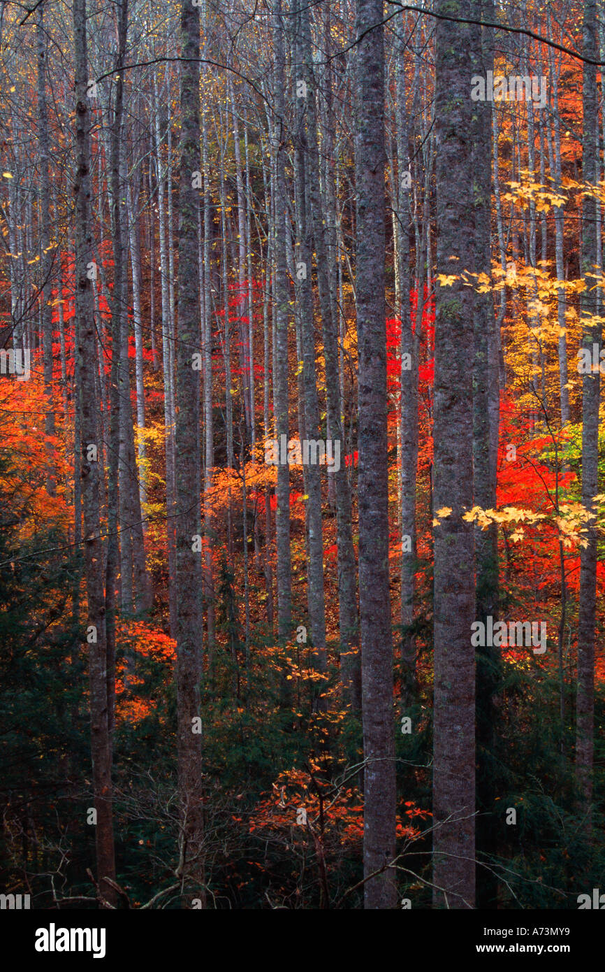 Jerry bright hi-res stock photography and images - Alamy