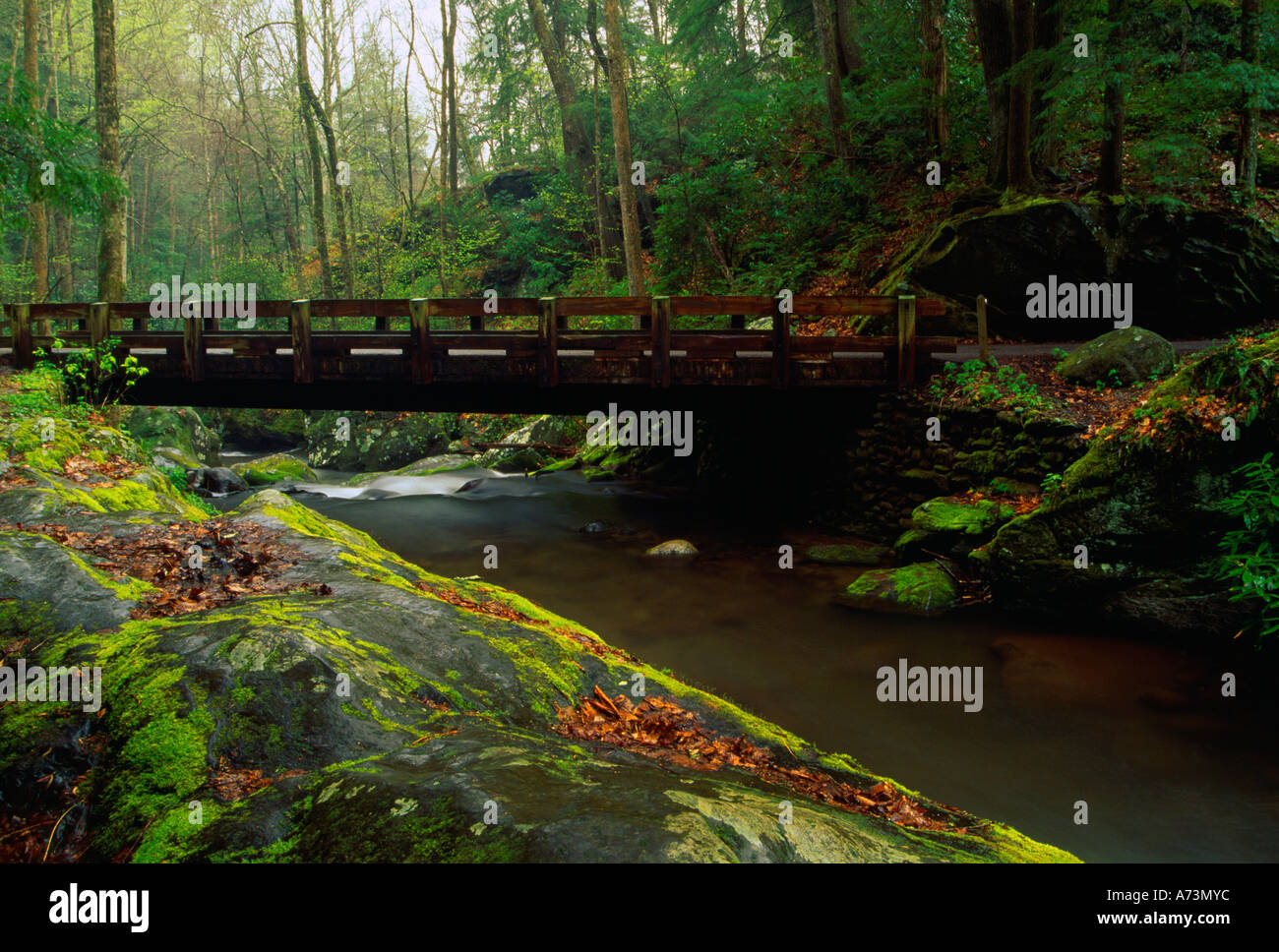 Bridge in forest scene Stock Photo - Alamy