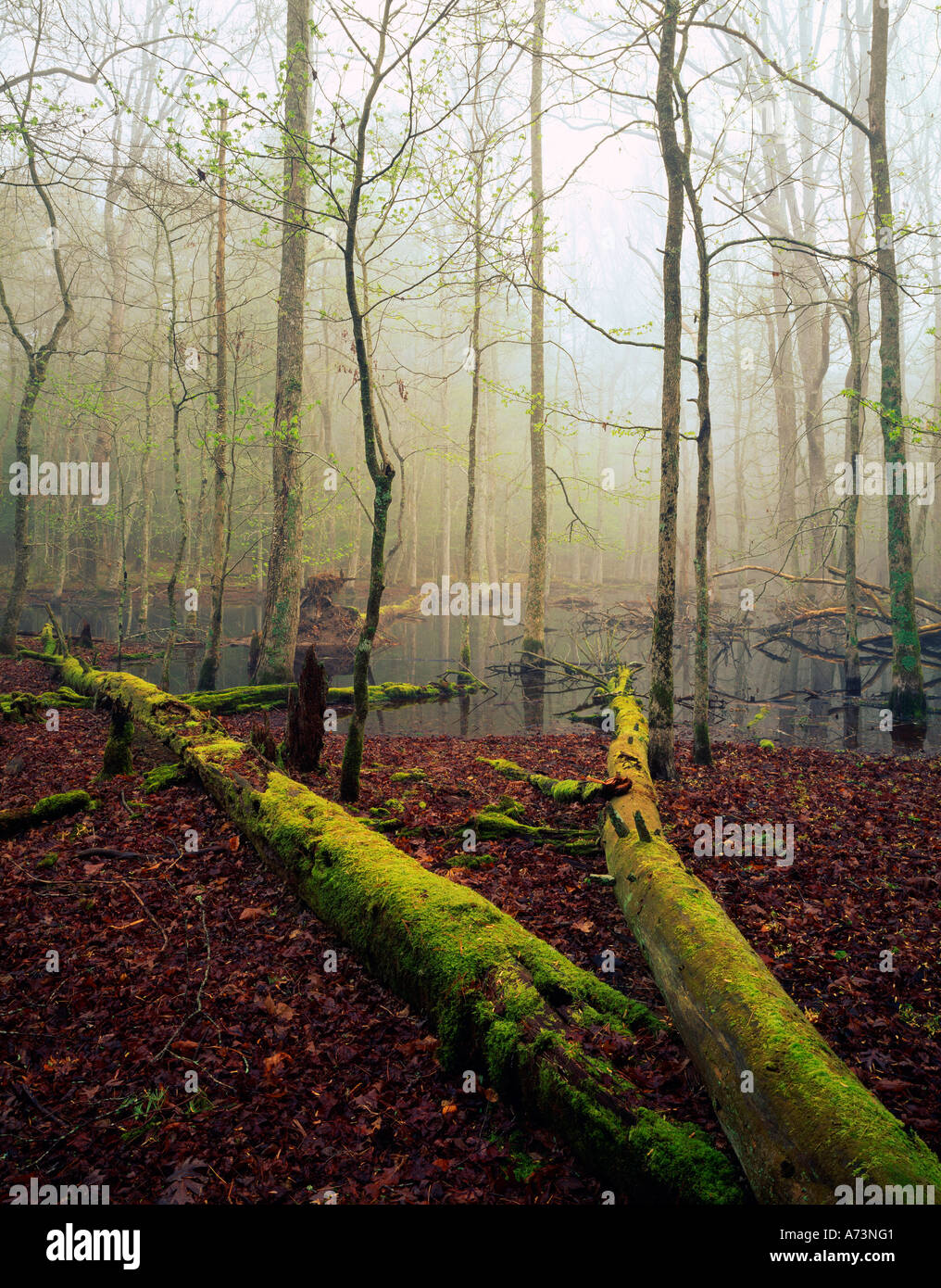 Fallen, moss-covered trees, bog with mist, filtered sunlight, Cades ...