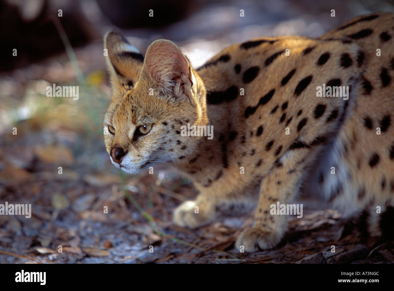 Crouched Serval cat Stock Photo - Alamy