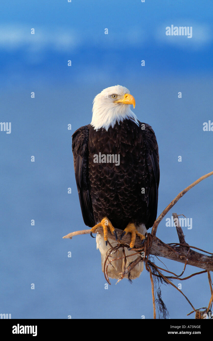 Perched Bald Eagle Stock Photo - Alamy
