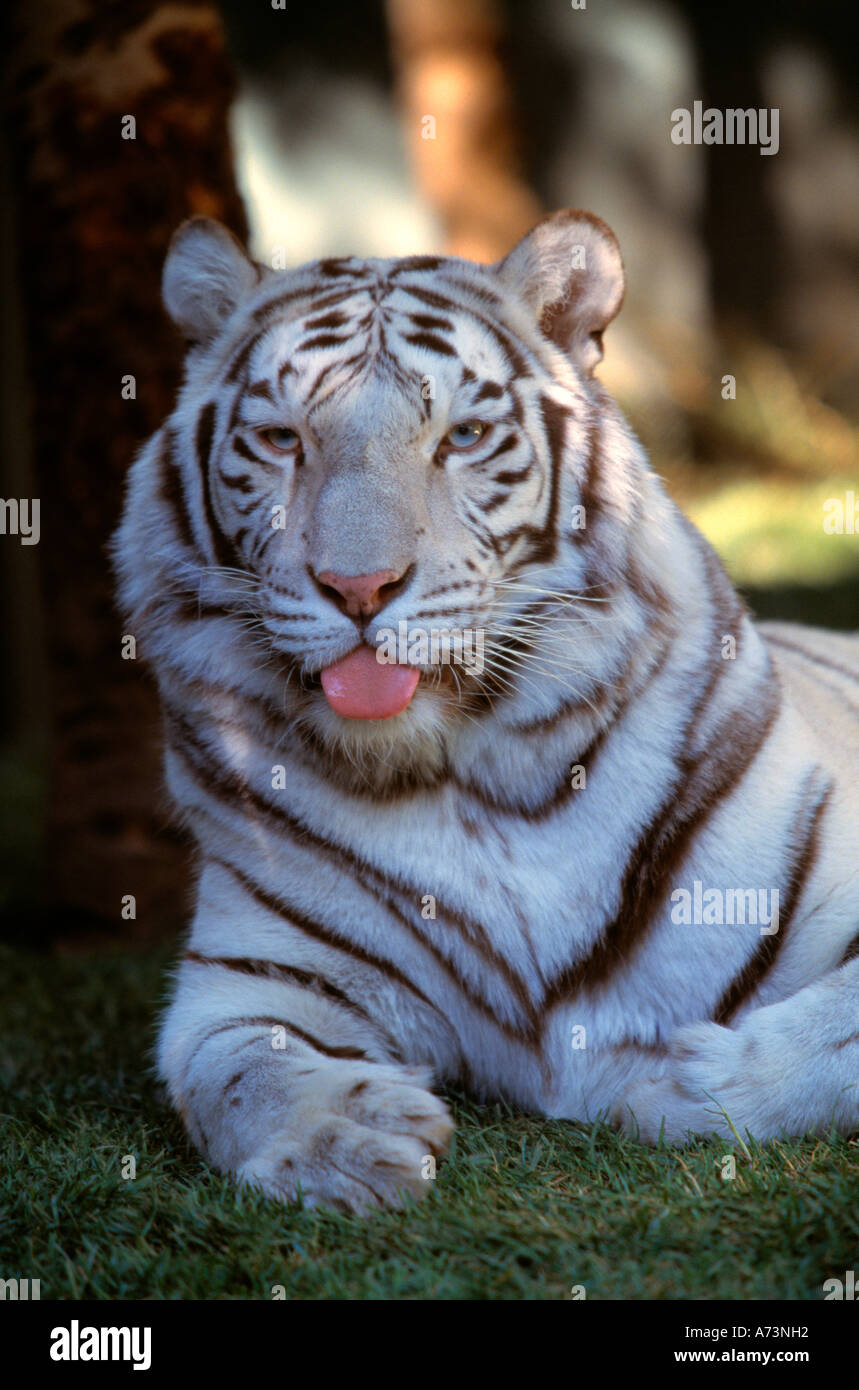 Rare white tiger hi-res stock photography and images - Alamy