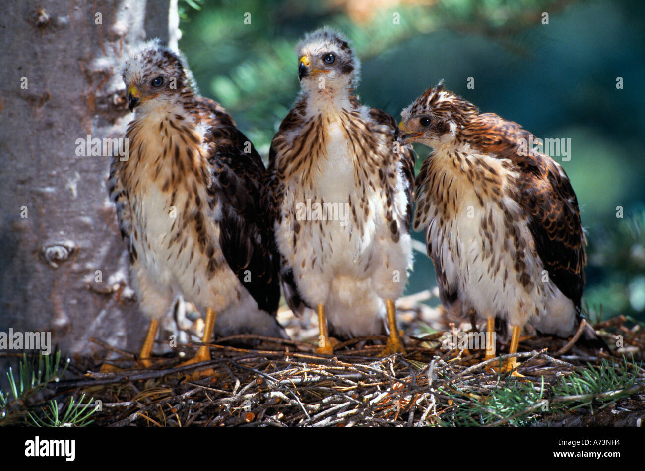 Three hawks hi-res stock photography and images - Alamy