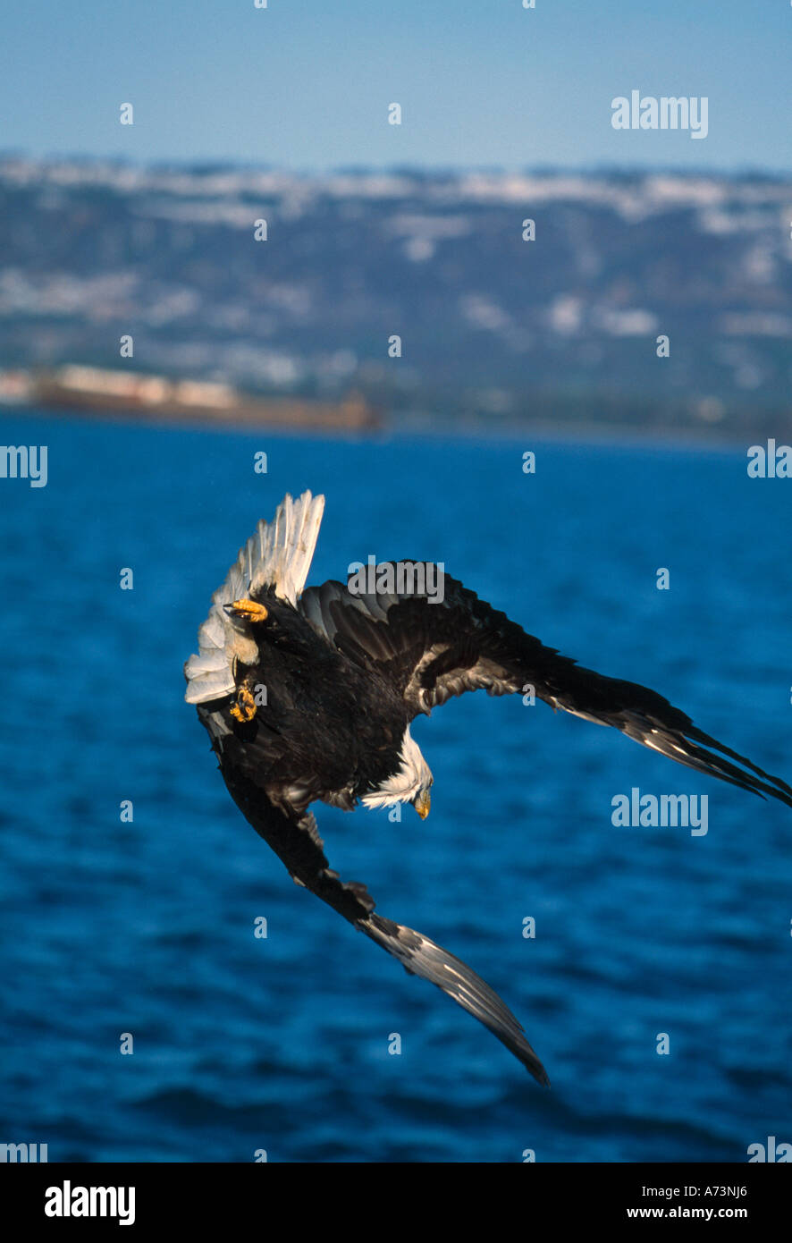 Bald eagle diving hi-res stock photography and images - Alamy