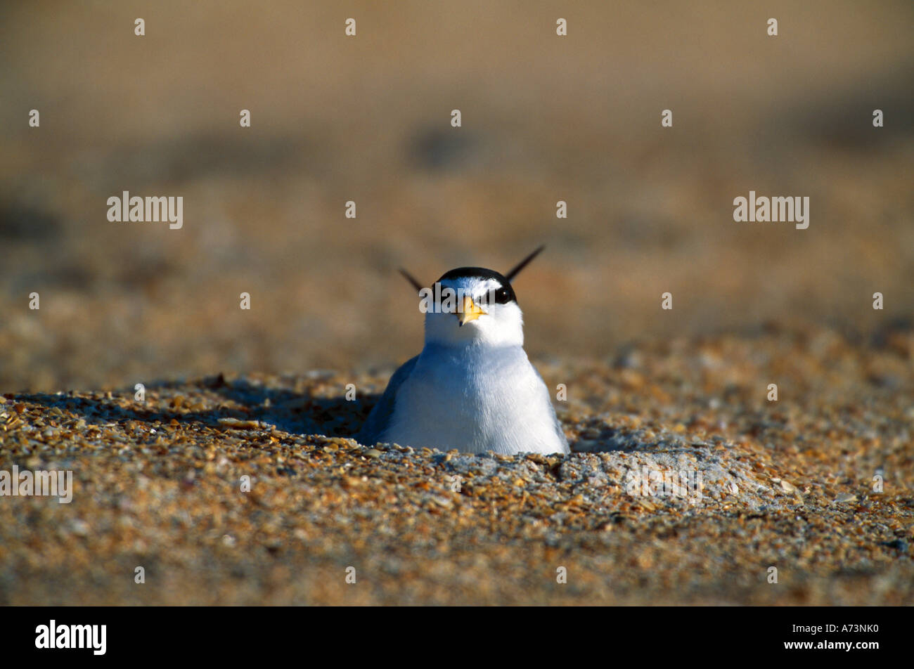 Least tern on sand beach Stock Photo - Alamy